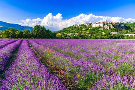 Ruta De La Lavanda En Francia Un Recorrido Por Los Campos Más Hermosos