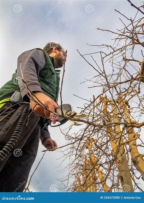 Lower View Of Young Man In Straw Hat Pruning Fruit Trees In Winter With Electric Shears Stock