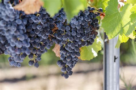 Herdade da Ajuda – Vinha e Produção do Vinho