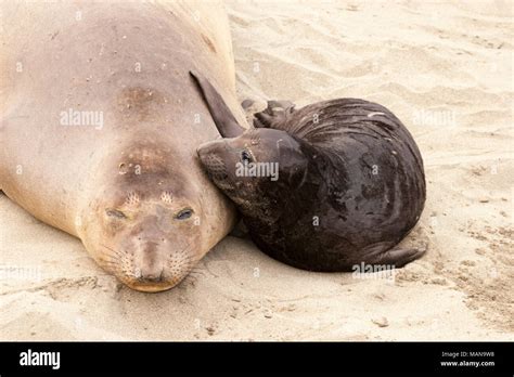 Northern Elephant Seal Female And Pup Mirounga Angustirostris On The