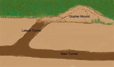 Gopher Tunnels Diagram Filling Gopher Holes With Cement Why