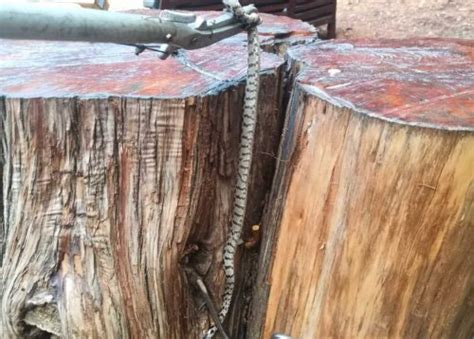 Stres V Parku Modras Se Je Skril V Mizo Foto