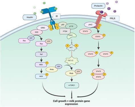 Stat5 And Ras Signalling Pathway Regulating The Expression Of Milk