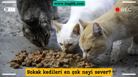 Sokak Kedileri En çok Neyi Sever