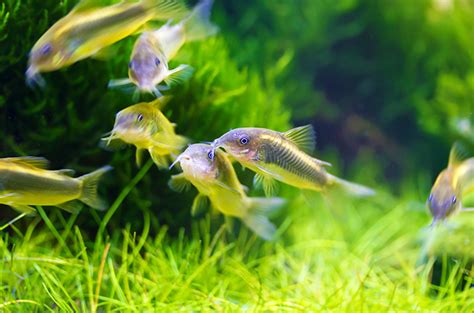 Corydoras GOLD LASER - Коридорас " Златен Лазер " - Aquadream