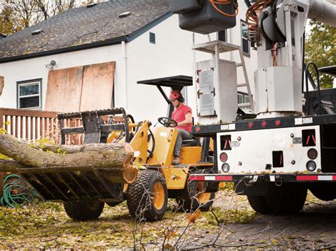 Cost Of Dallas Tree Removal A Comprehensive Guide