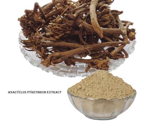 Anacyclus Pyrethrum Anacyclus Pyrethrum Akarkara 2 At Best Price