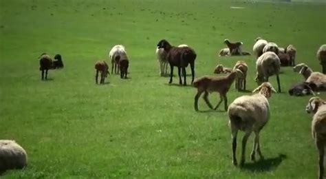 د کندز ولایت ښایسته ابدان دښته Beautiful Plains Of Dasht E Abdan Kunduz Province