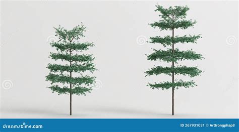 3d Illustration Of Set Terminalia Mantaly Tree Isolated On White