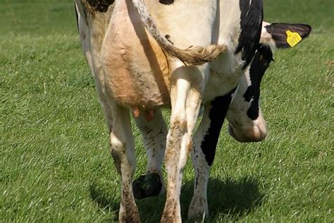 Importance Of Udder Health During The Dry Period