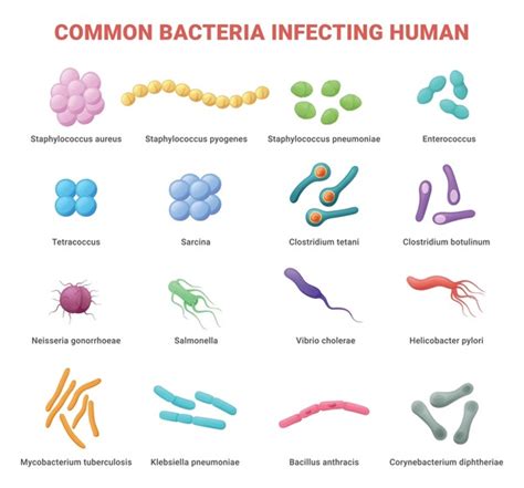 What Is Bacteria Classification With Pictures