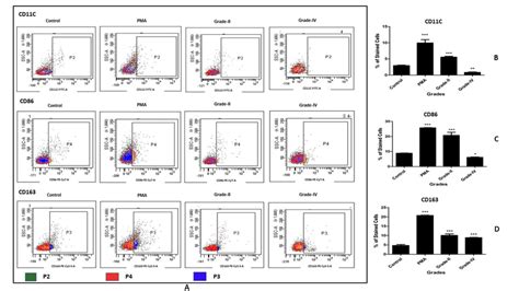 In Vitro Cell Differentiation Assay On Pbmc Derived Cd14 Cells