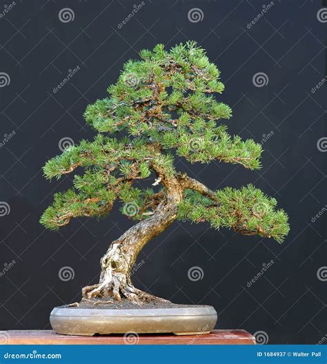 Mugo Pine Bonsai Stock Image Image Of Pinus Mugo Nature 1684937