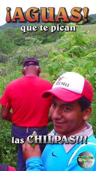¡aguas Que Te Pican Las Chilpas Youtube