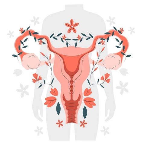 Free Vector Female Reproductive System Concept Artofit