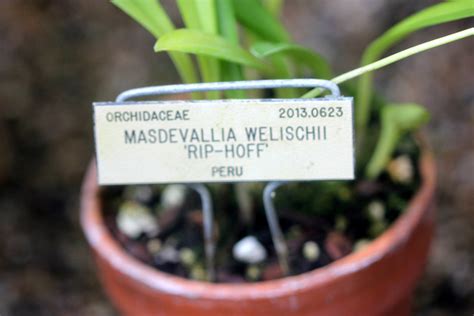 Masdevallia Welischii Introduced Usa Eflora Of India