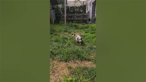 Wchodząc W Poniedziałek 🤓hodowla Border Collie Zkwp Fci Szczeniak Border Collie Rybnik Śląsk