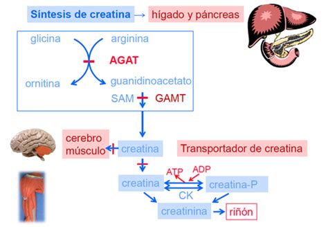 O Papel Bioquímico Da Creatina