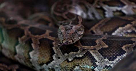 Indonesia Girl Eaten Alive By A 5 Meter Python World Today News