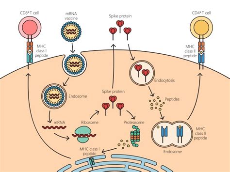 Mrna Vaccine Vector Images 38
