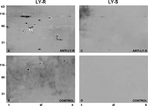 Two Dimensional Western Blot Analysis Of Membrane Antigen Expression In