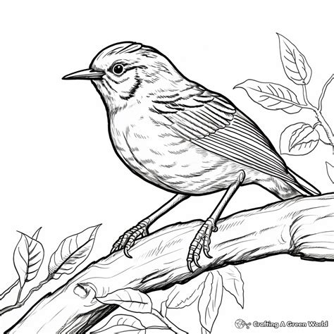 Wren Coloring Pages Free And Printable