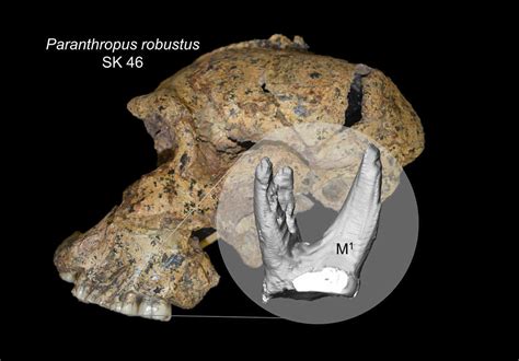 Die Zahnwurzeln Unserer Vorfahren Nachricht Archäologie Online