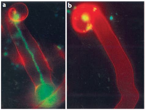 444 The Rhizobium Legume Symbiosis Is Fine Tuned By A Molecular