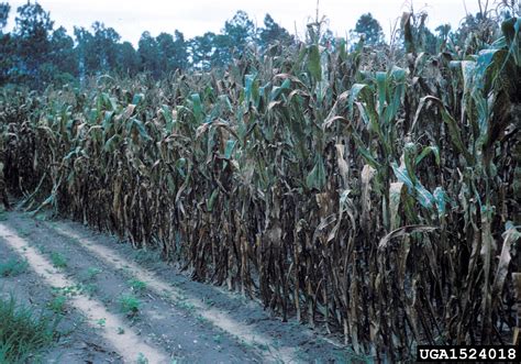 Southern Corn Leaf Blight