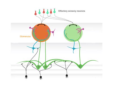 Olfactory Sensory Neurons