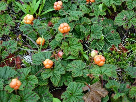 Rubus Chamaemorus Cloudberry