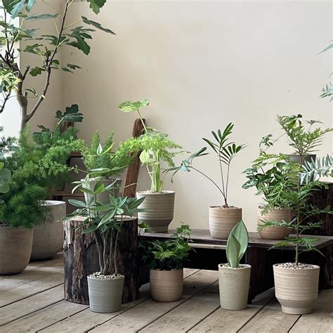 우주정원 가드닝클래스창업반 가드닝클래스 식물가게 플랜테리어 협업 우주정원🪐애니시다 봄이 오는 소리 올 해 첫 애니시다 ️택배가능