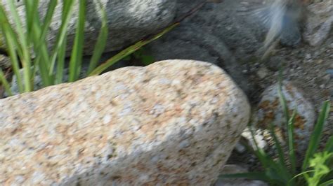 直翅類jp【公式】 On Twitter Rt Akirasugimori カワラバッタ。 捕まえずにブルーの翅を見るにはどうし