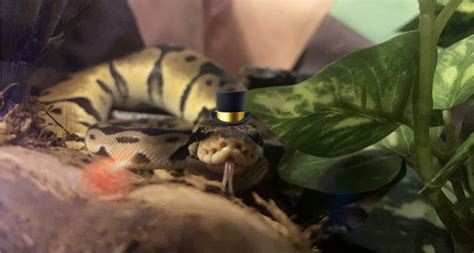 boop r ballpython