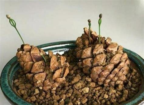 捡回家的松塔怎么处理？将它们做成盆栽，可镇宅招财、提升档次