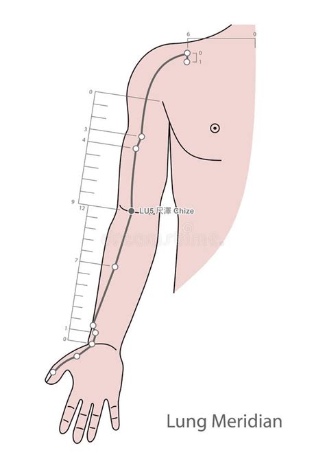 Tekening Van Acupunctuurpunt Lu5 Chize 3d Illustratie Stock Illustratie Illustratie Van