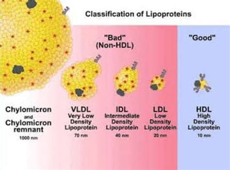 Lipoprotein Classification Medizzy