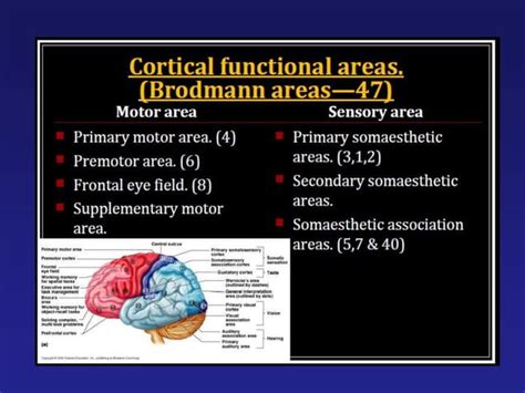 Physiology Of Cerebral Cortex Cerbral Cortexppt