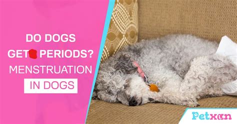 Periods Or Menstruation In Dogs Blog Petxan Online Pet Store