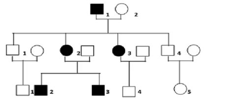 solved 10 identify the type of inheritance and explain the
