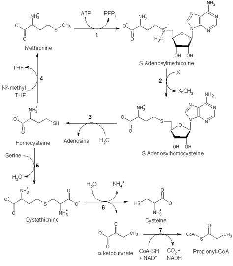 Methionine Homocysteine