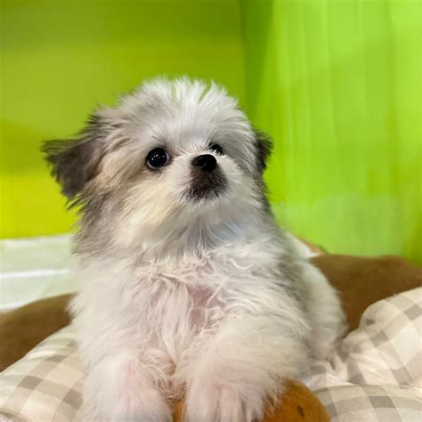 말티폼 복순이 강아지 책임분양 ♥ 강아지입양 고양이입양 유기견입양센터 아이조아요양보호소