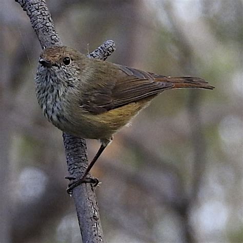 Tasmanian Thornbill Acanthiza Ewingii
