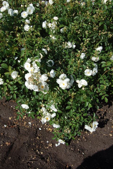 Rosa Nitty Gritty® White