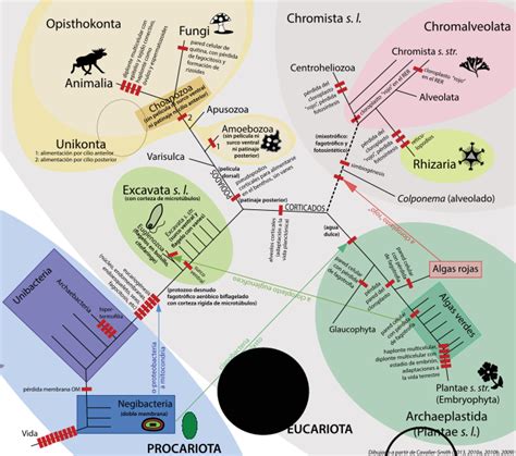Archivo Filogenia Cavalier Smith 2013