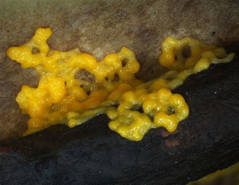 Multinucleated Cells The Frightening Similarities Between Cancer And Slime Mold Lifes