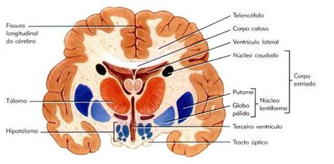 Aula De Anatomia Sistema Nervoso Telencéfalo
