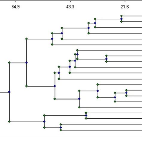 Cap Average Linkage Tree Illustrating The Genetic Distance Among C