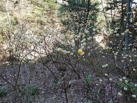 Sho Nishino show nishino Twilog ツイログ