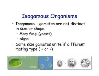Evolution Of Sex Pdf